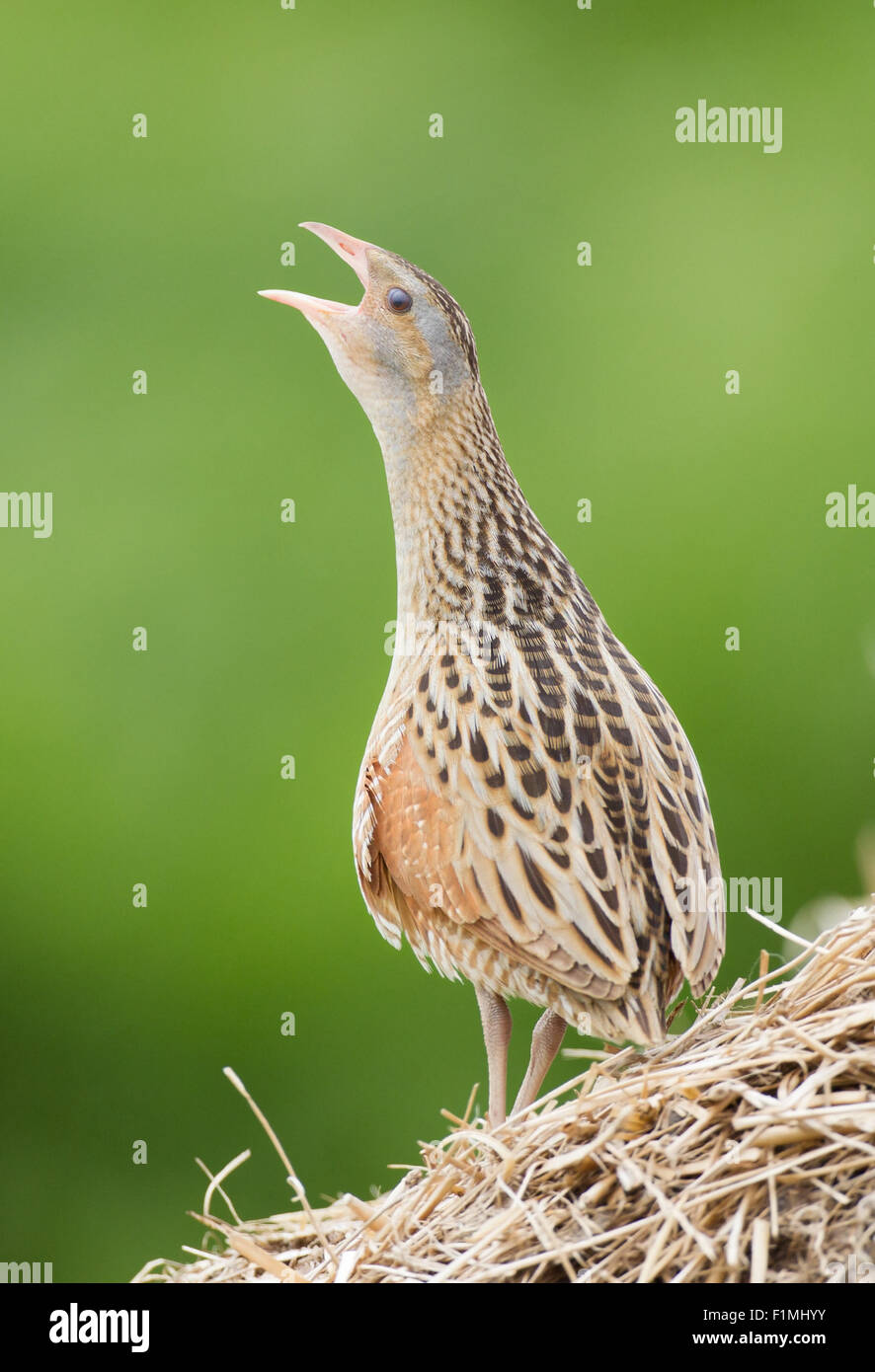 Corncrake calling hi-res stock photography and images - Alamy