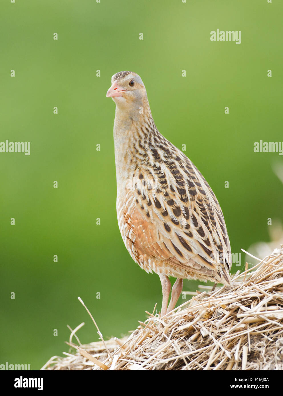 Corncrake hi-res stock photography and images - Alamy