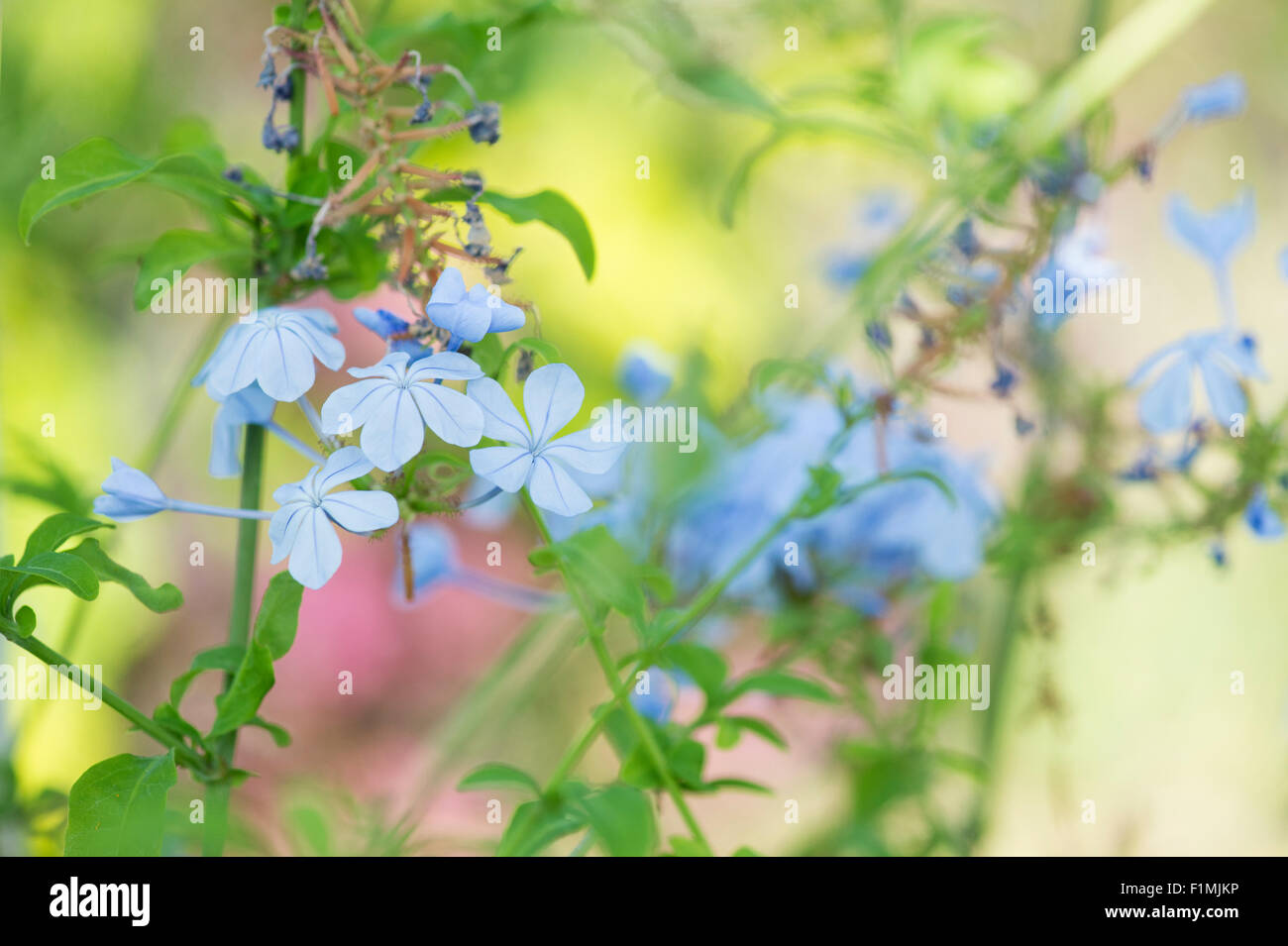 Plumbago auriculata. Cape leadwort flowers in a greenhouse Stock Photo ...