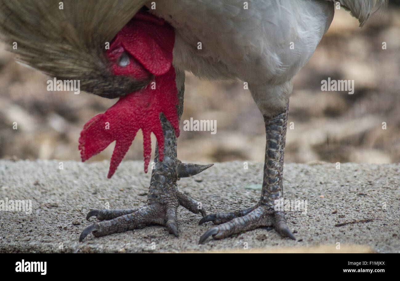 Rooster is checking out his spurs Stock Photo - Alamy