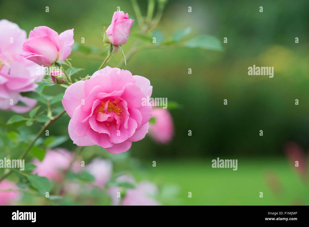 Rosa Cariad auspanier. English Shrub Rose Stock Photo - Alamy