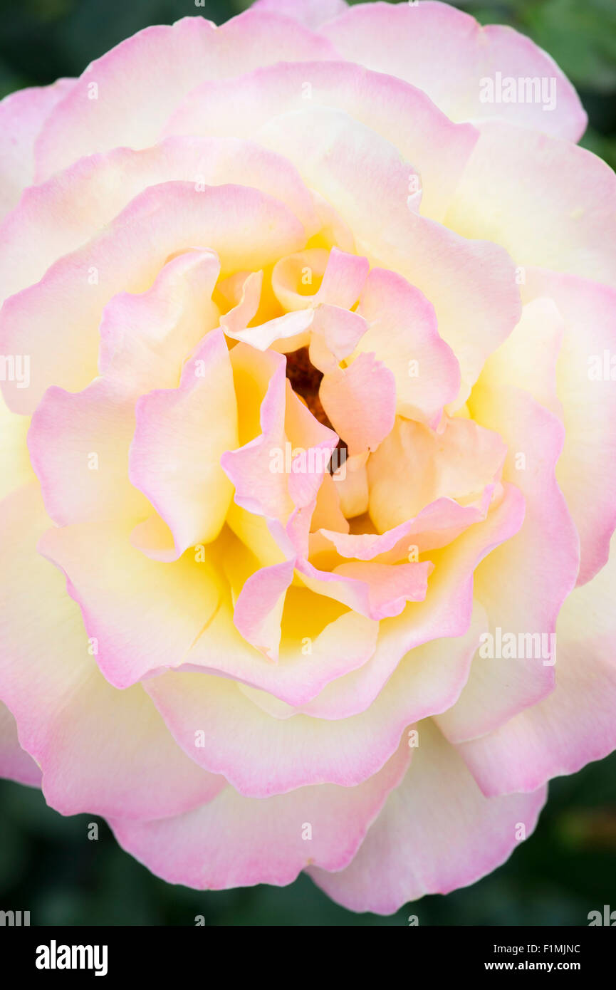 Rosa Peace 'Madame A. Meilland'. Hybrid Tea Rose Stock Photo - Alamy