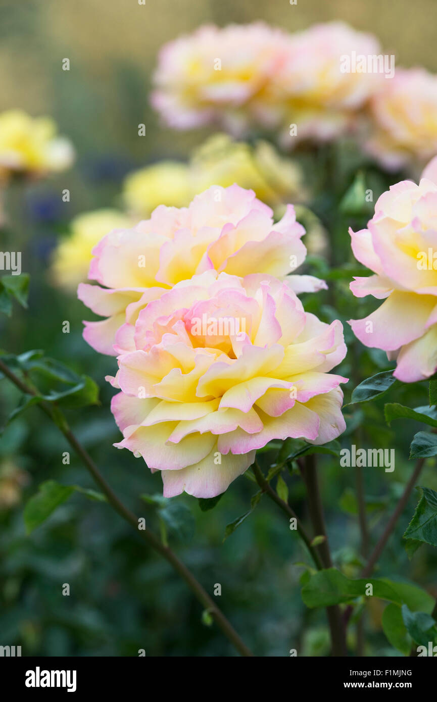 Rosa Peace 'Madame A. Meilland'. Hybrid Tea Rose Stock Photo - Alamy