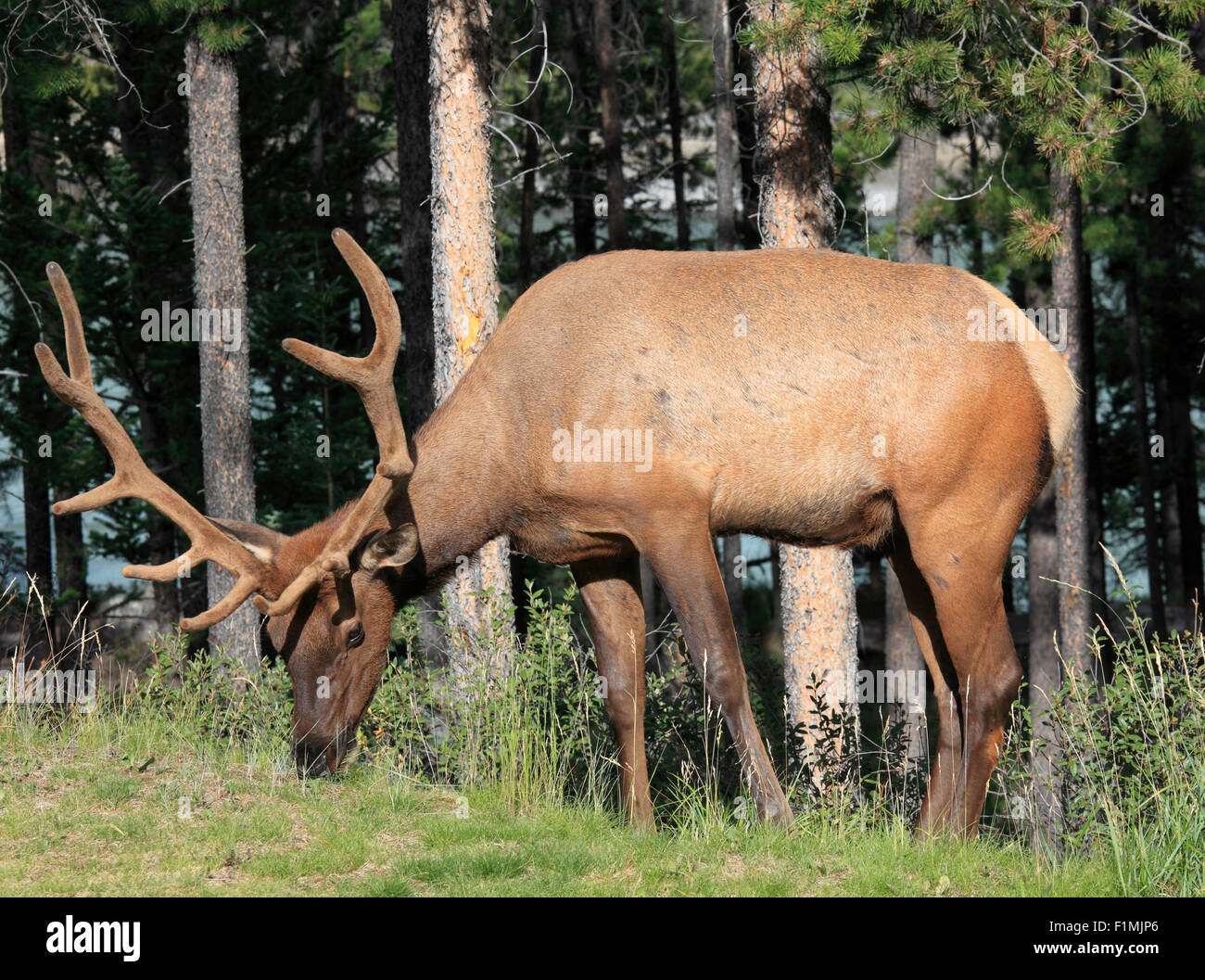 Canada, Alberta, Jasper National Park, elk, cervus canadensis Stock ...