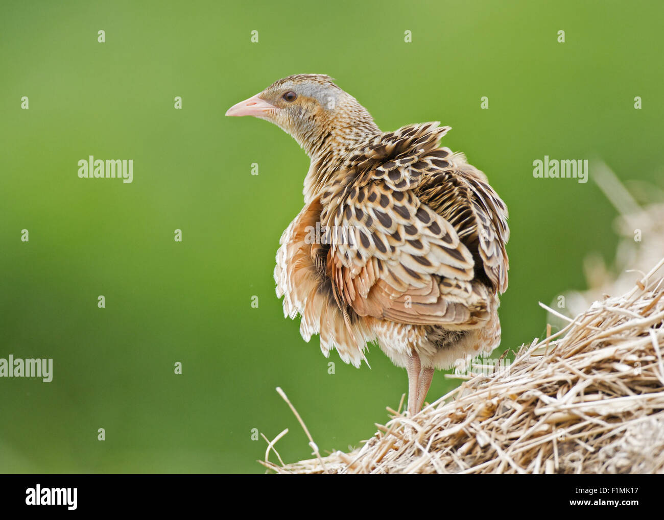Male corncrake hi-res stock photography and images - Alamy