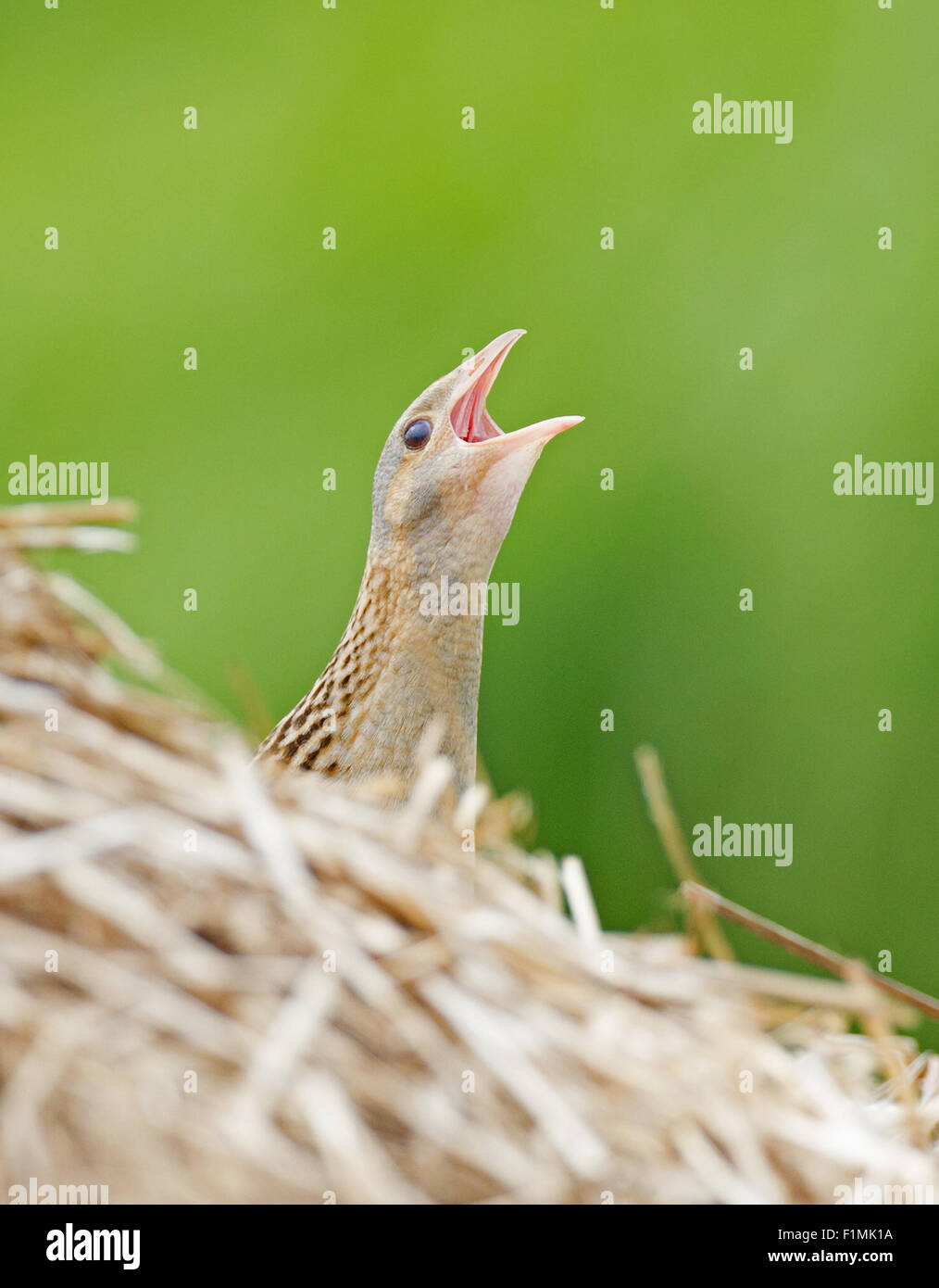 Brown crake hi-res stock photography and images - Alamy