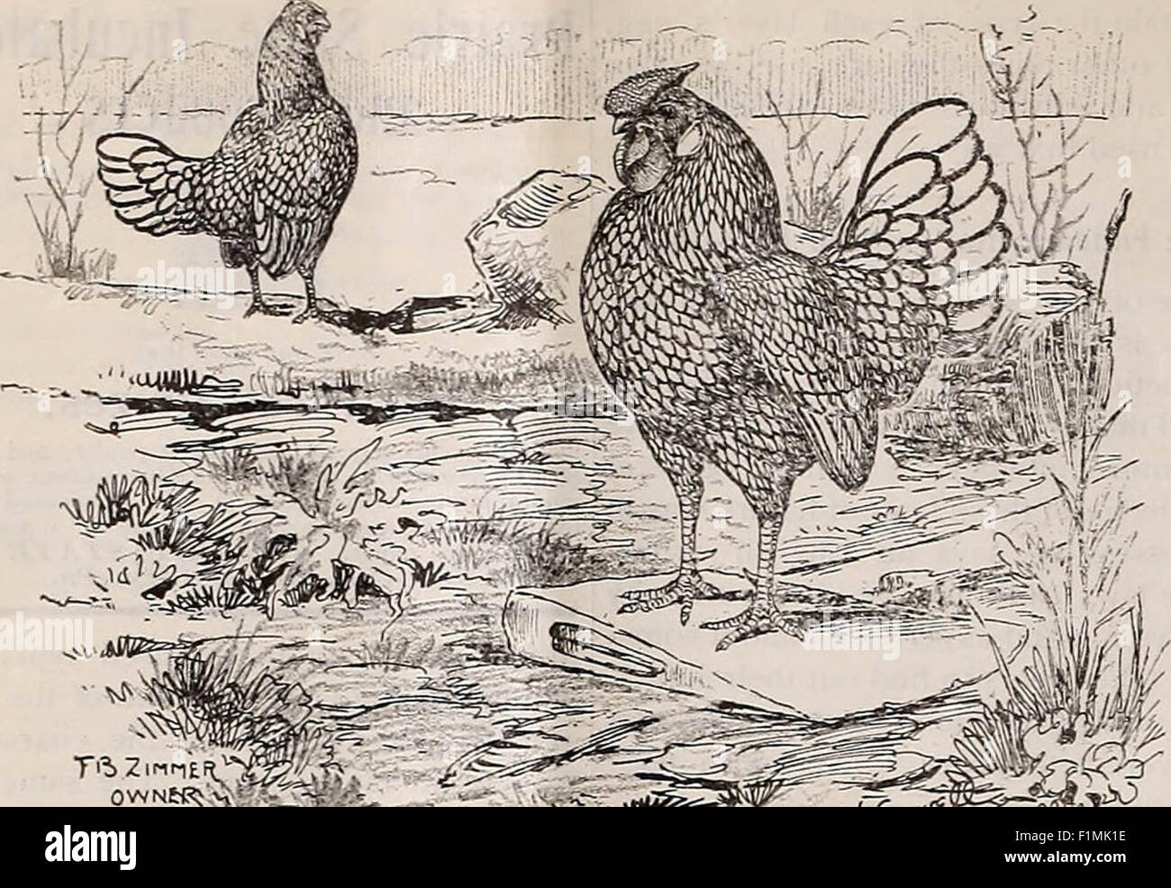 The Eastern Poultryman Stock Photo - Alamy