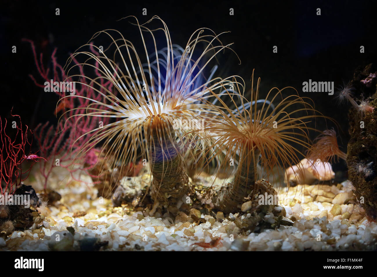 Two colorful sea anemones anchored on the rocks with open tentacles ...