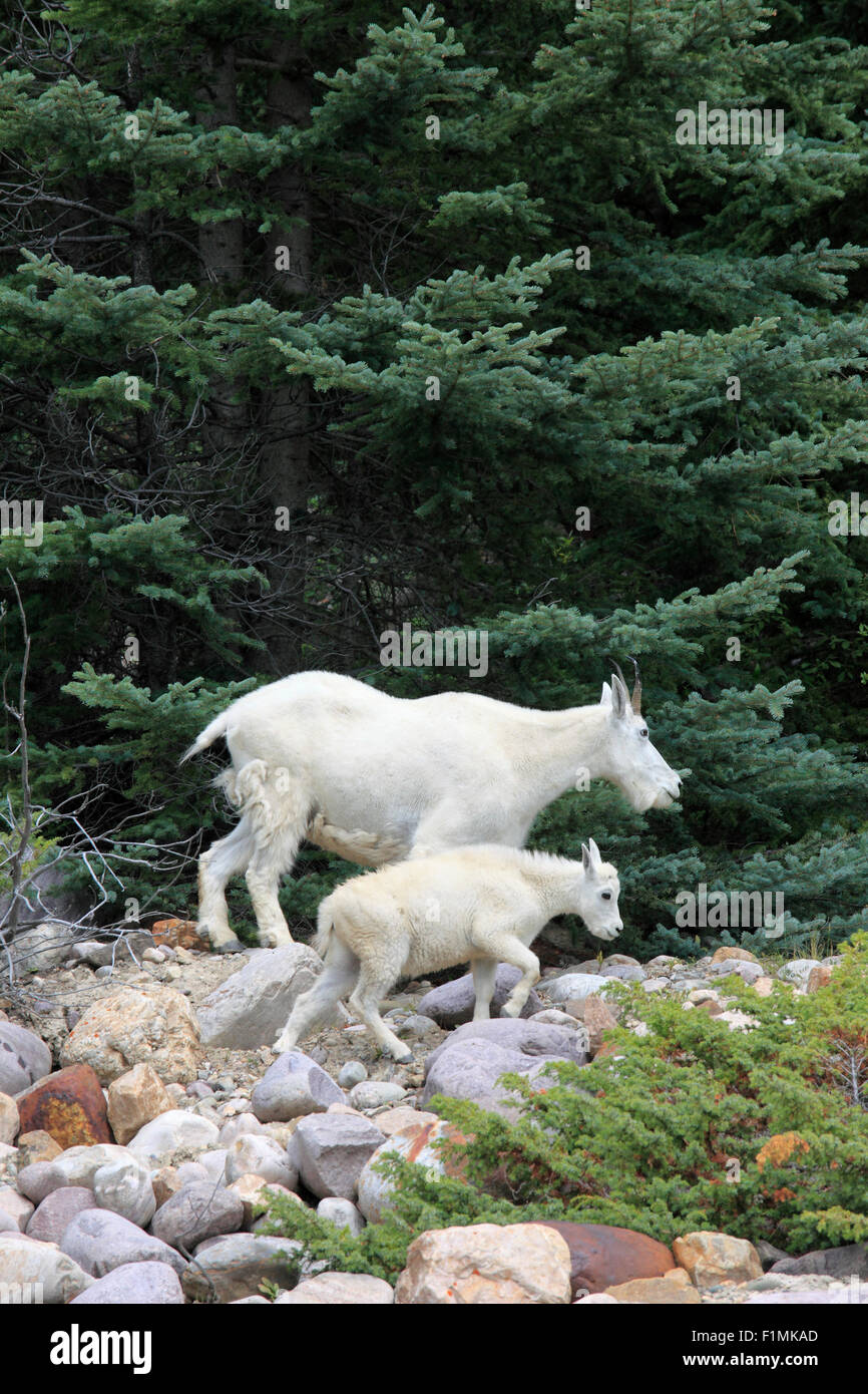 Wildlife canada goat hi-res stock photography and images - Alamy