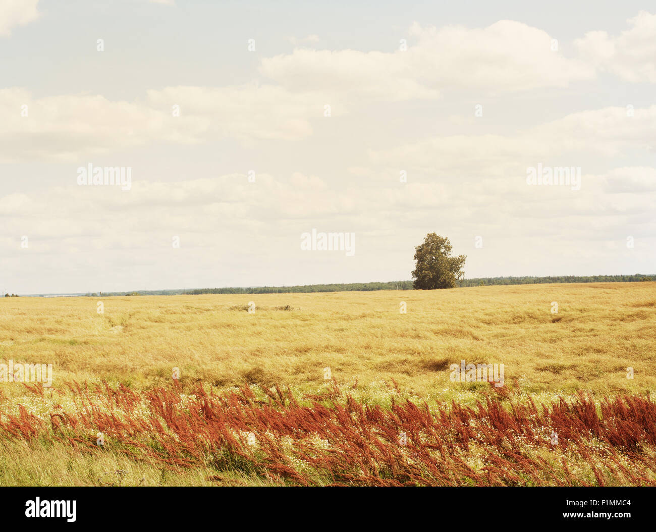 Grass field in forest sunny hi-res stock photography and images - Alamy