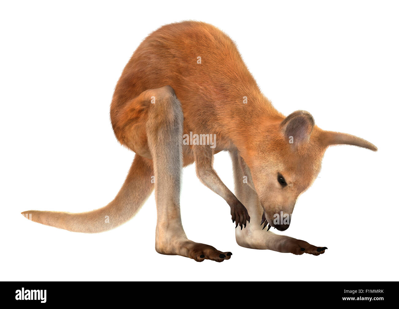 3D digital render of a red baby kangaroo isolated on white background ...