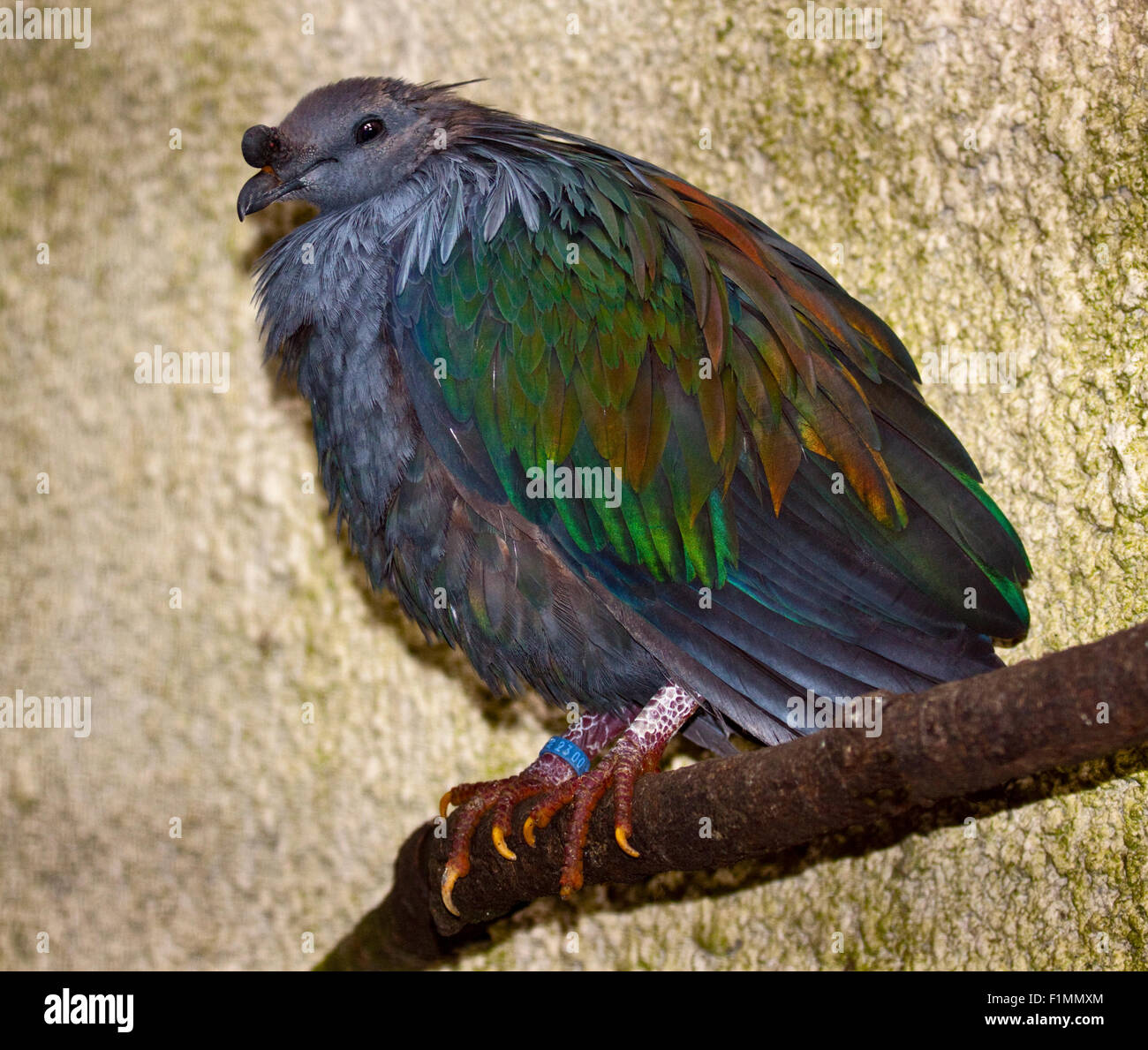 Nicobar Pigeon Flying