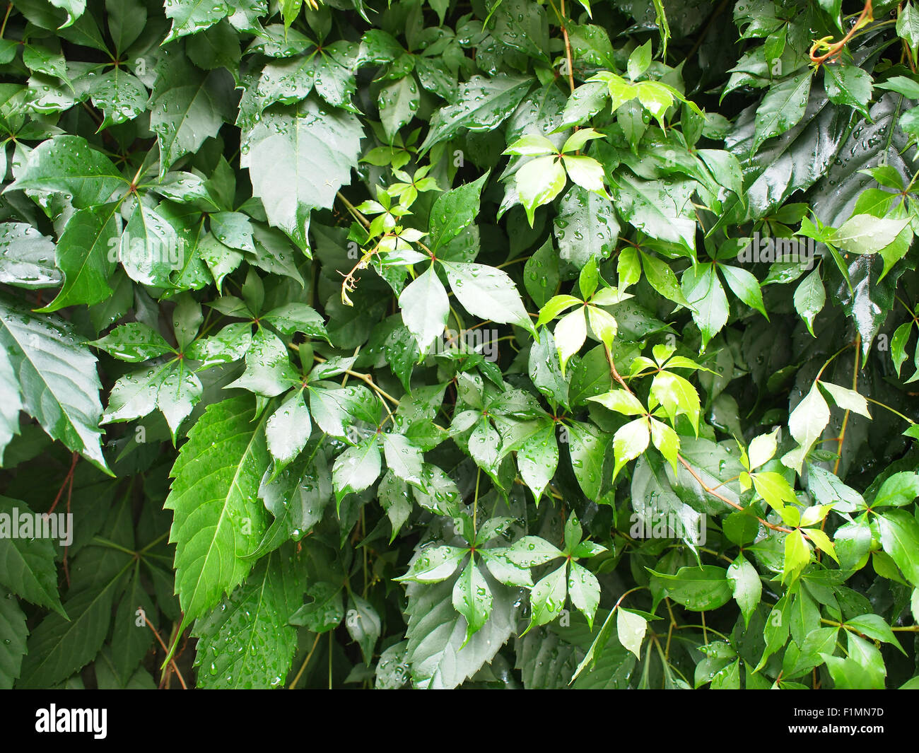 Large growths of ivy creeping wild closeup with drops of water on the ...