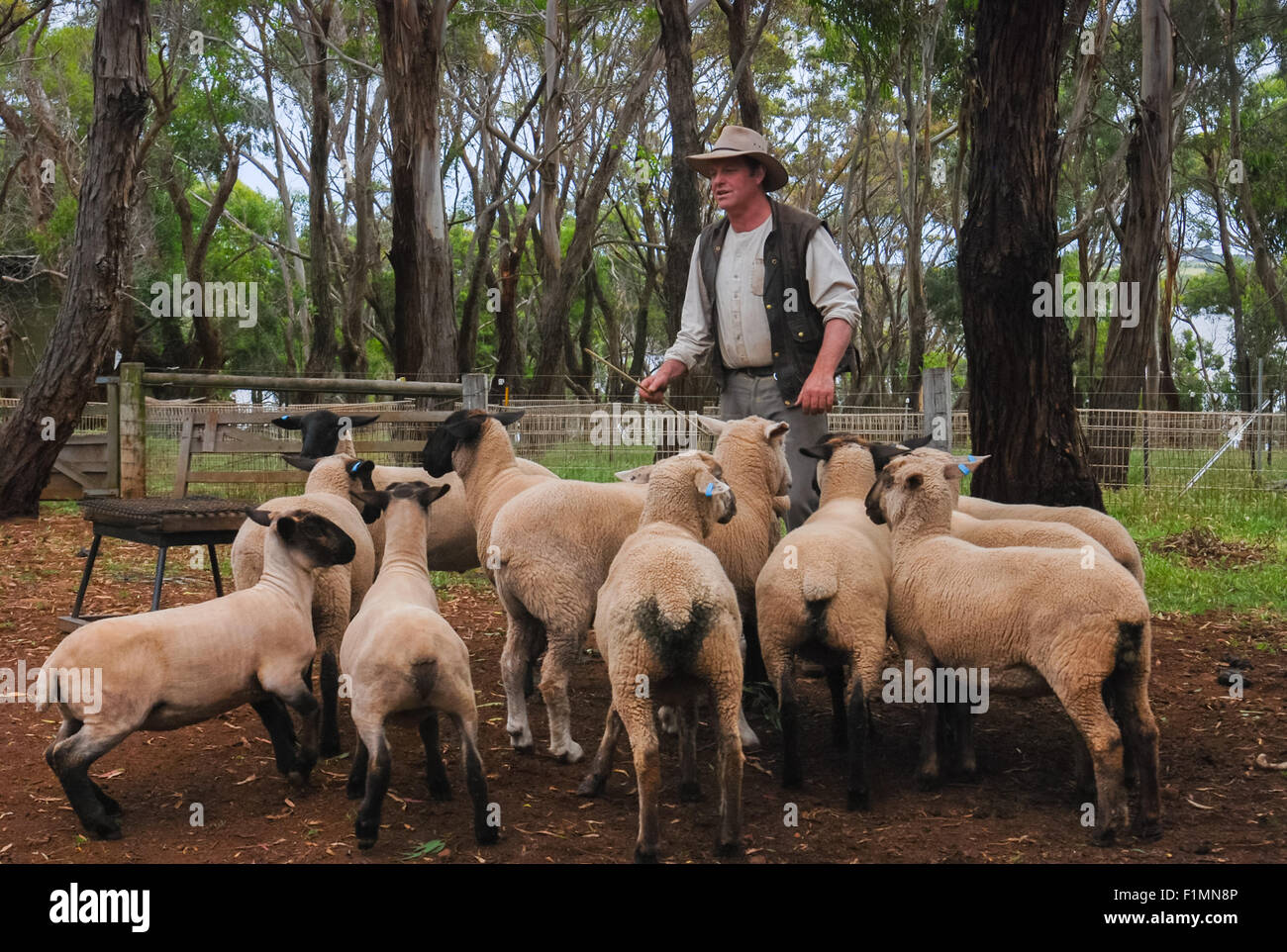Farmer and sheep at ranch. Churchill Island Heritage Farm, Victoria ...