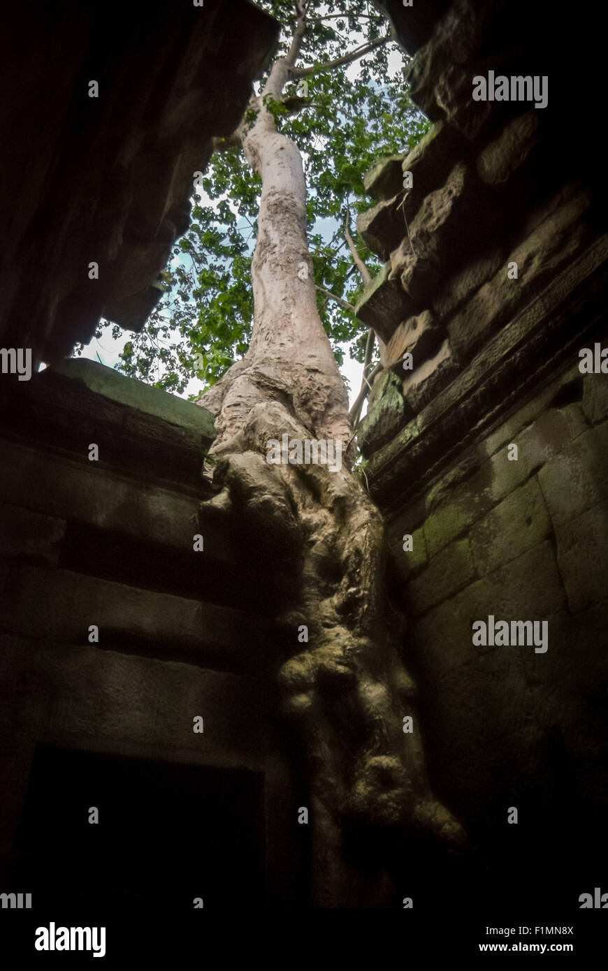 Tree growing inside building hi-res stock photography and images - Alamy