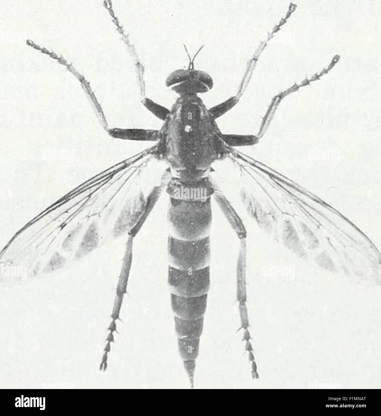 Eastern forest insects Stock Photo - Alamy