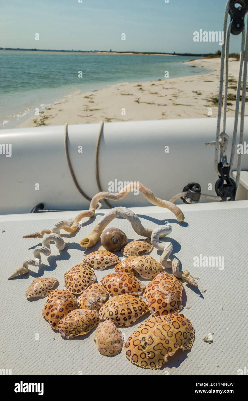 Indian shells hi-res stock photography and images - Alamy