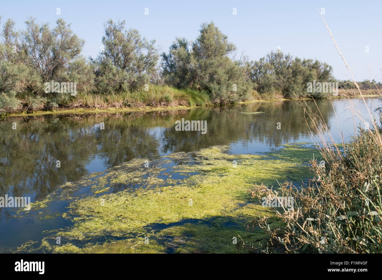 Regional park of the po delta hi-res stock photography and images - Alamy