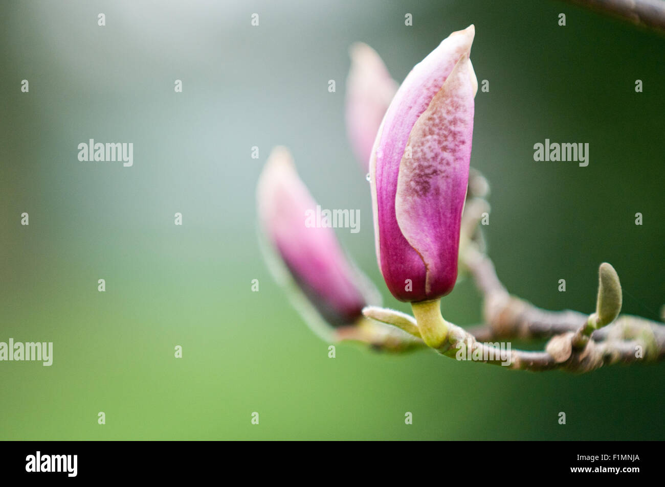 single pink flower bud in spring time Stock Photo - Alamy