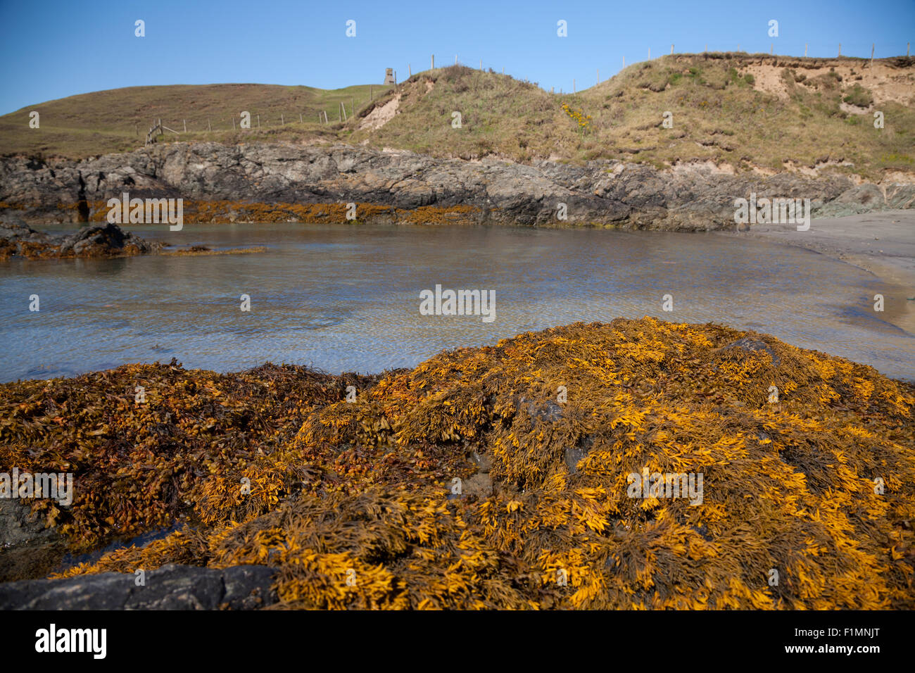 Seaweed rocks hi-res stock photography and images - Alamy