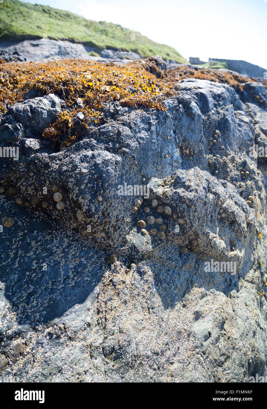 Rocks covered with barnacles, limpets & seaweed at low tide, with ...