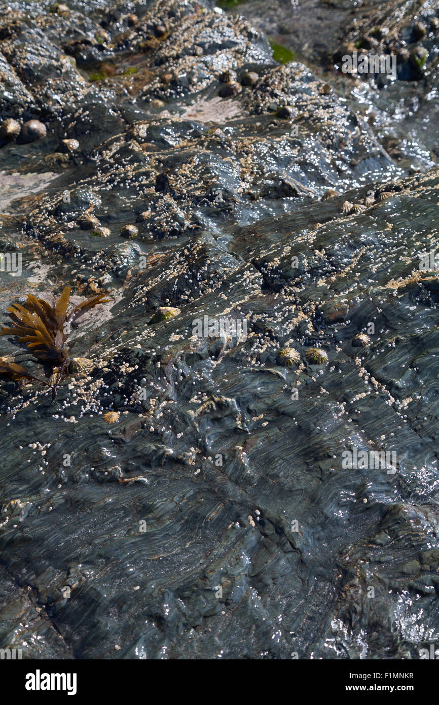 Seaweed barnacles rock hi-res stock photography and images - Alamy