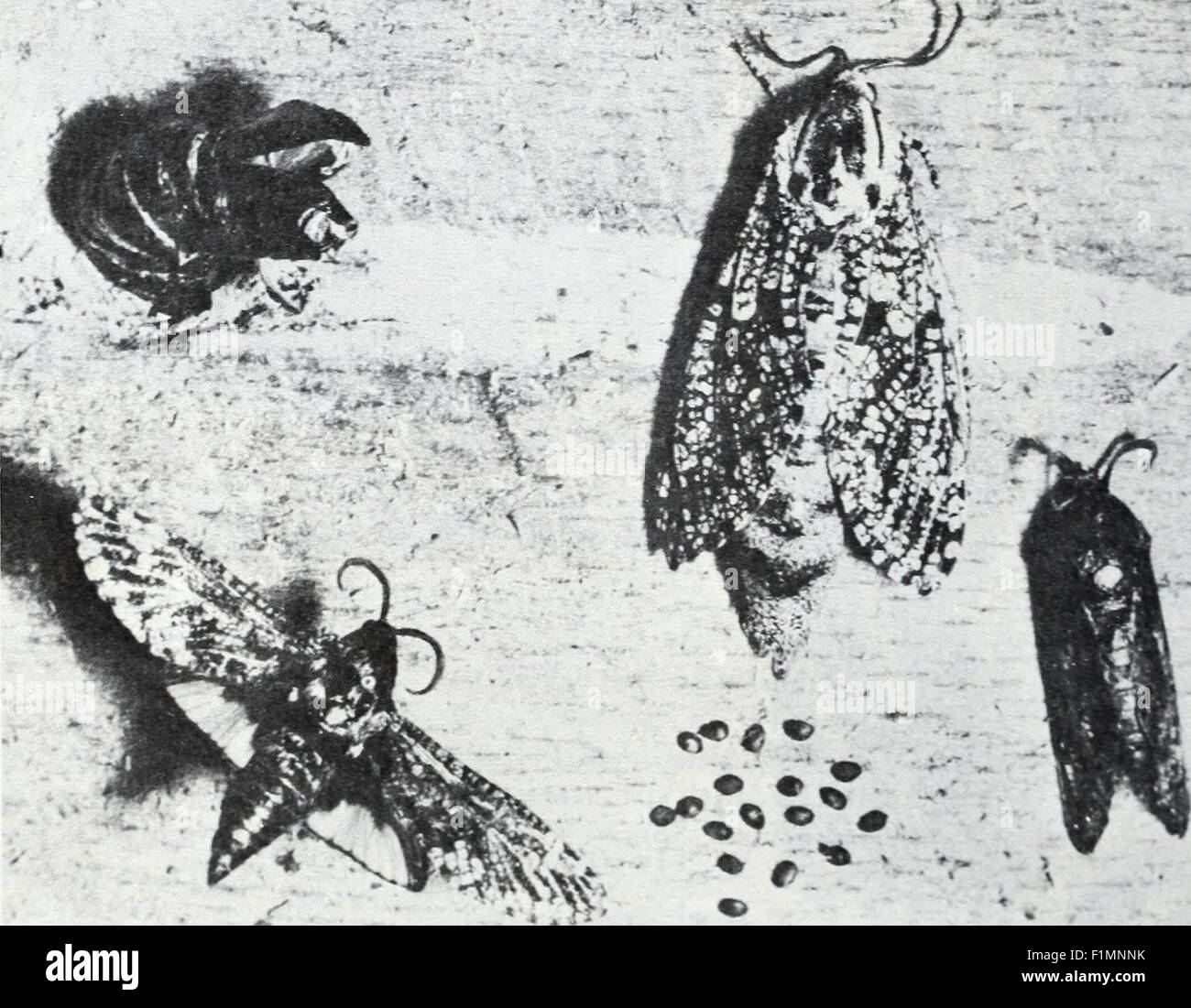 Eastern forest insects Stock Photo - Alamy