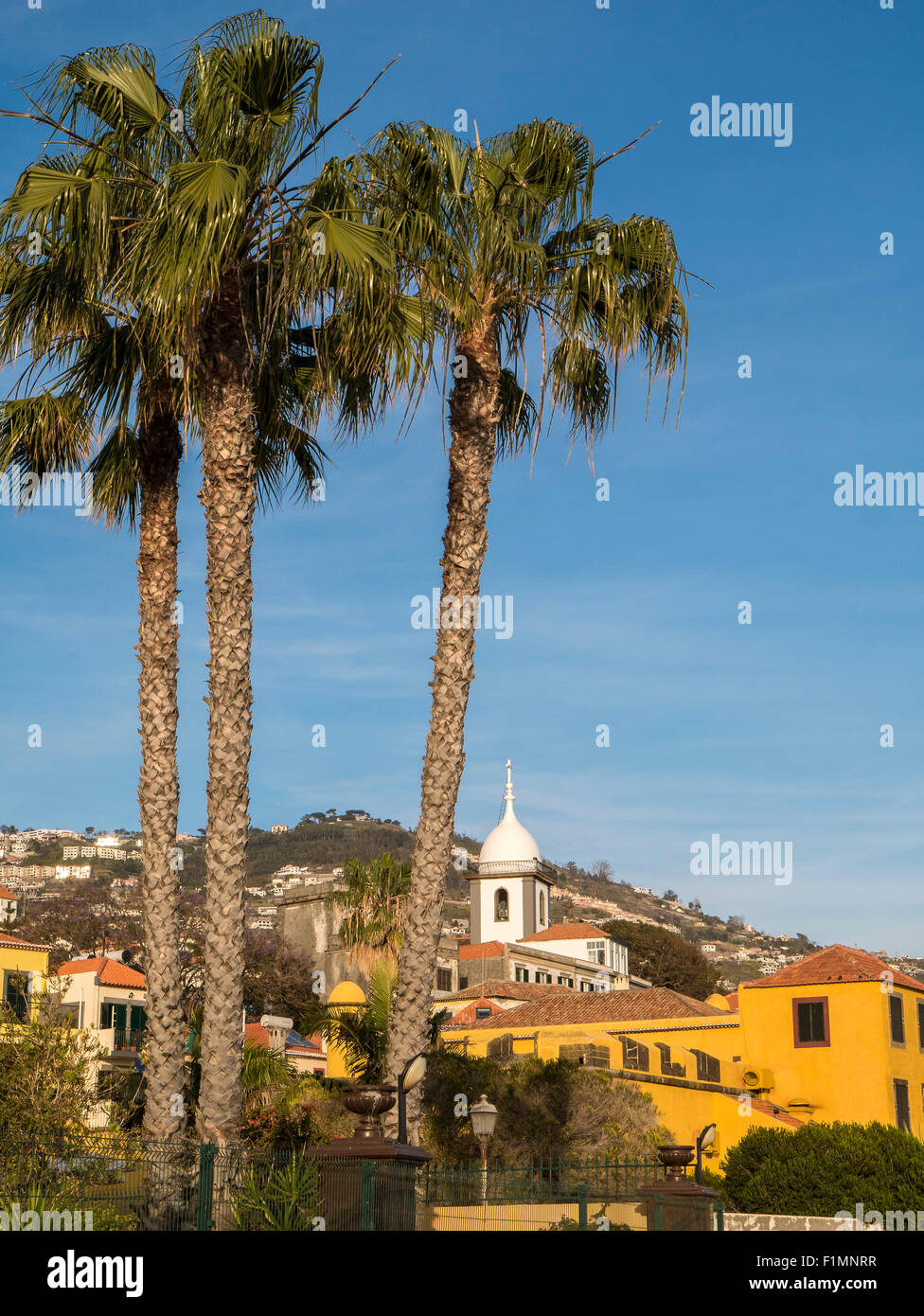 Madeira trees hi-res stock photography and images - Alamy