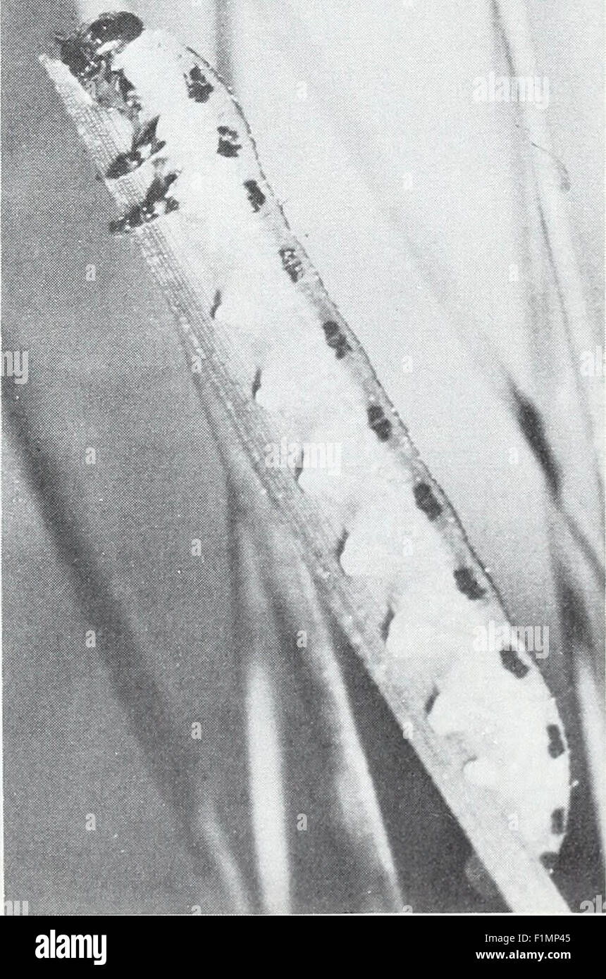 Eastern forest insects Stock Photo - Alamy