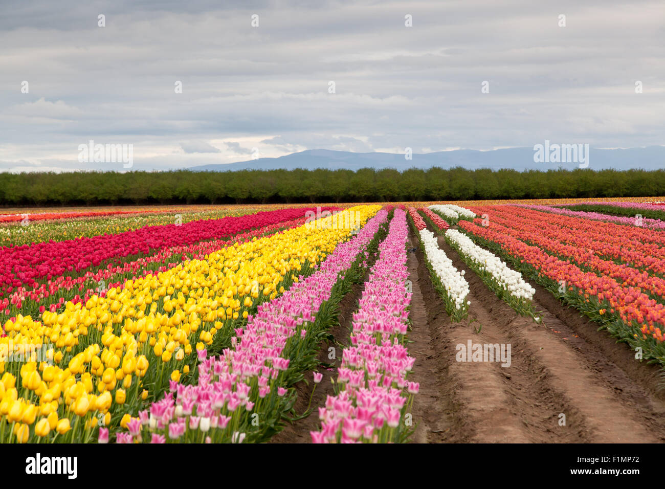A variety of tulip flowers growing in rows on a farm in Oregon with ...