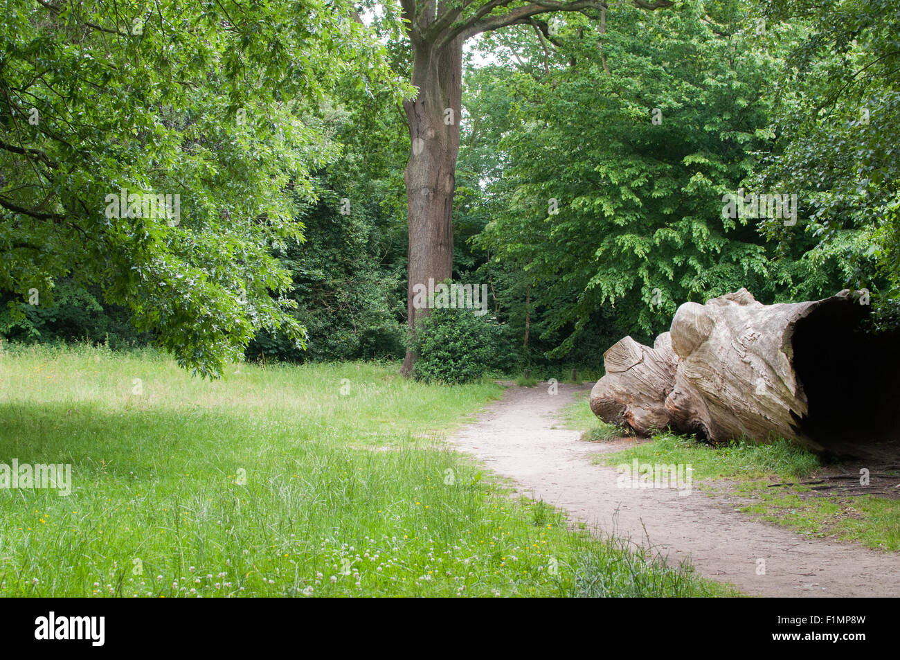 Pathway through a forest clearing Stock Photo - Alamy