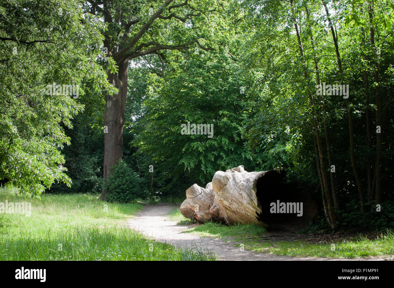 Pathway through a forest clearing Stock Photo - Alamy