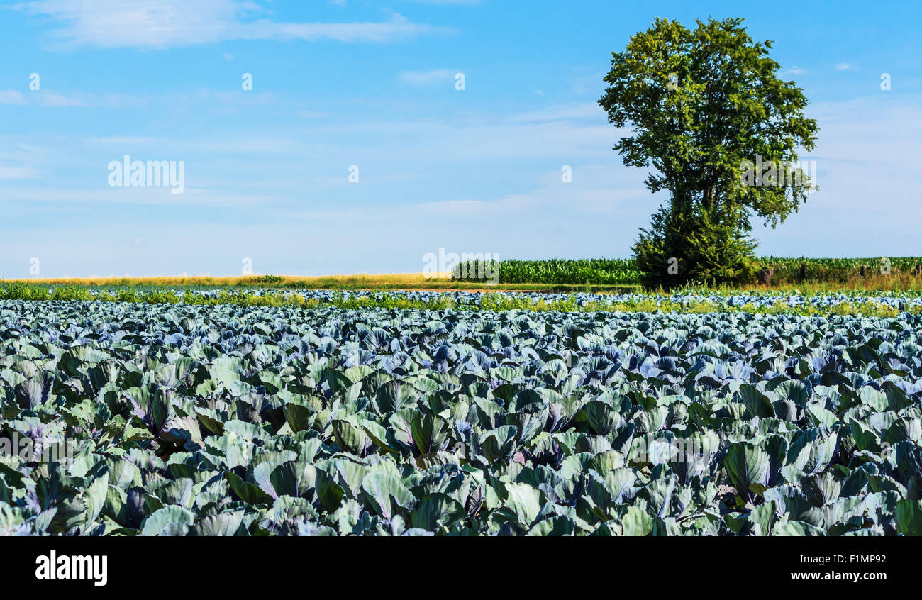 Red cabbage field Stock Photo - Alamy
