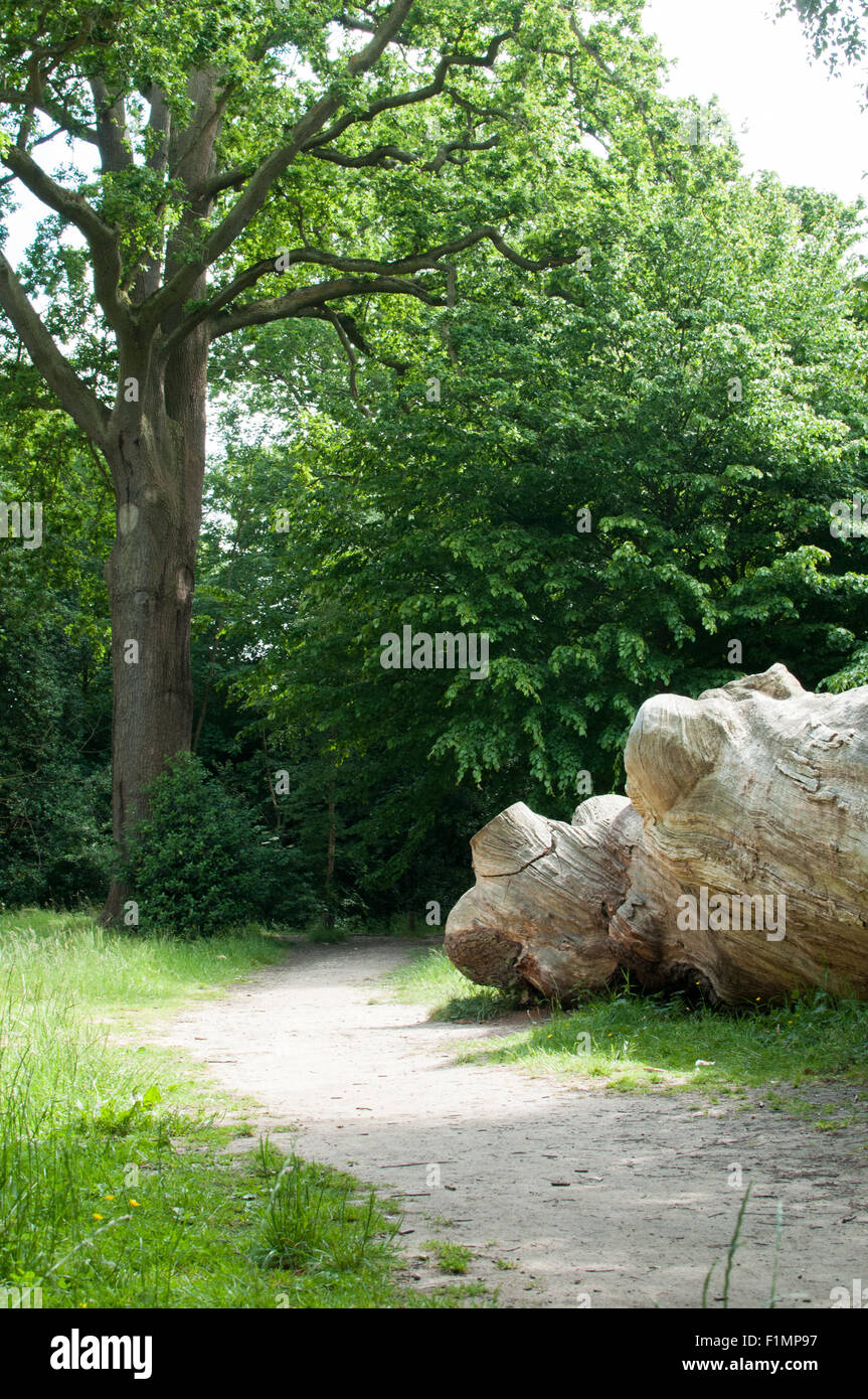 Pathway through a forest clearing Stock Photo - Alamy