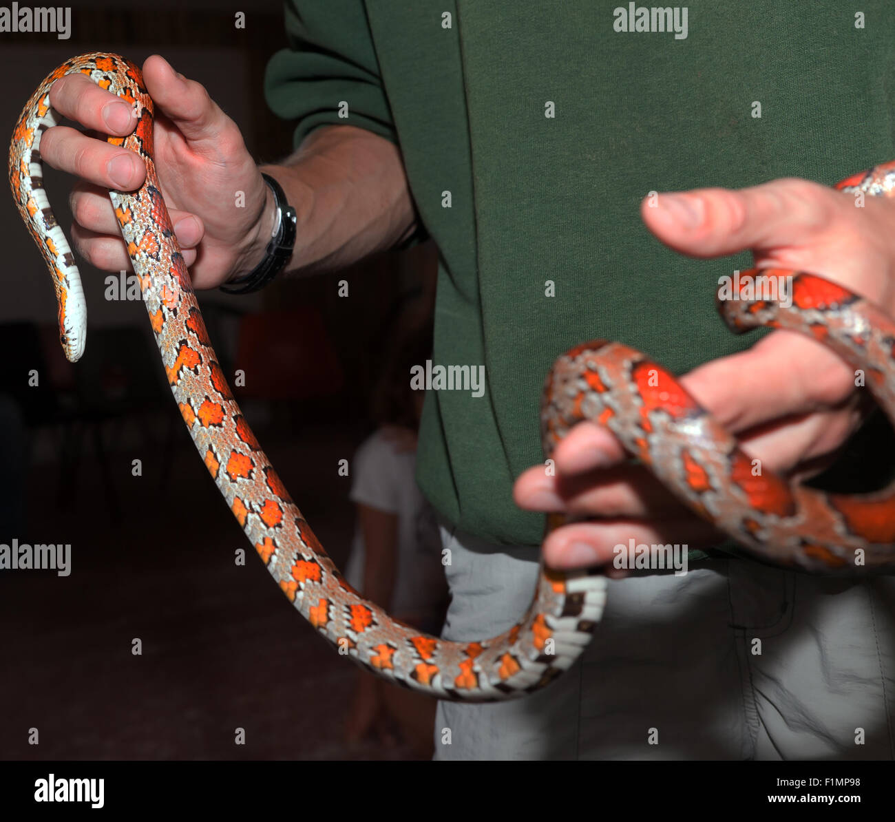 A Corn snake on display, during an animal encounter session at Wingham ...