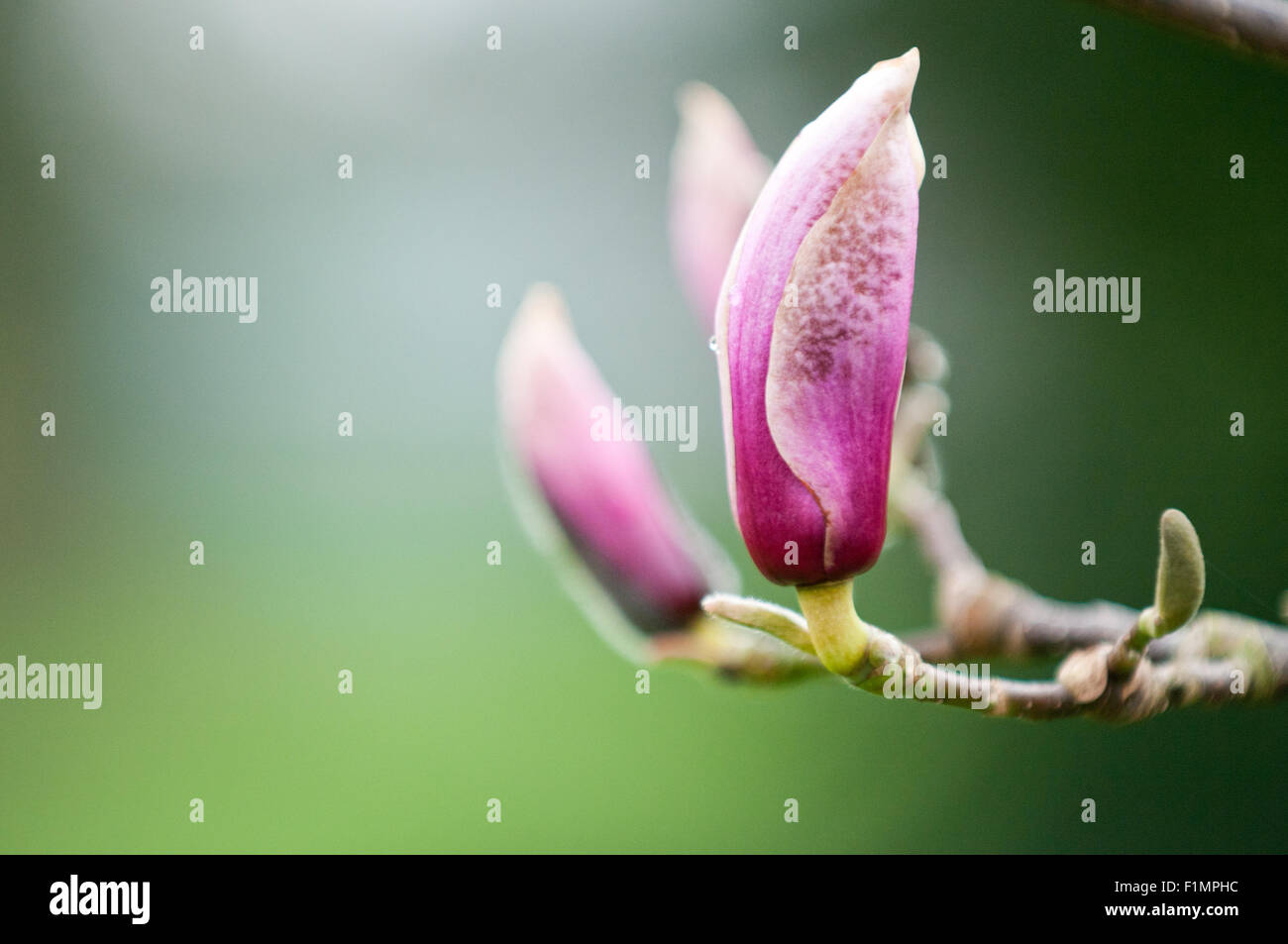 Pink flower bud growing on a tree with a green background Stock Photo ...