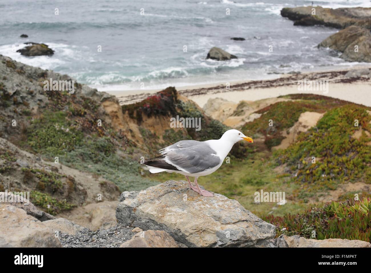 Seagull on pacific ocean hi-res stock photography and images - Alamy