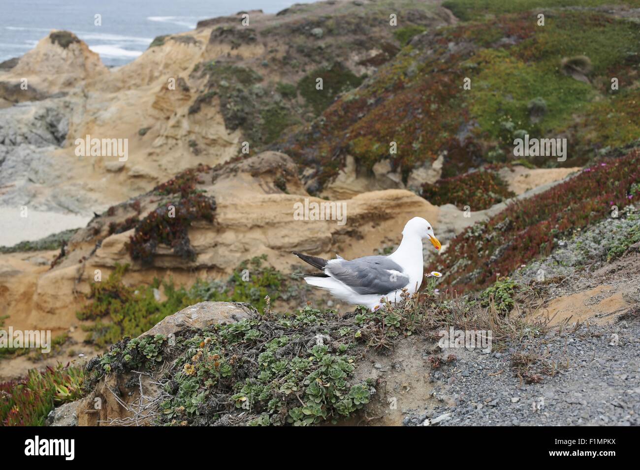 Seagull on pacific ocean hi-res stock photography and images - Alamy
