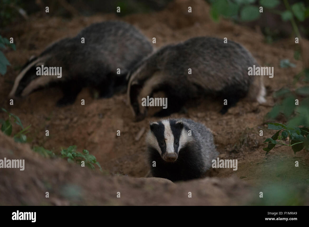 Young European Badger / Europaeischer Dachs ( Meles meles ) sneaking ...