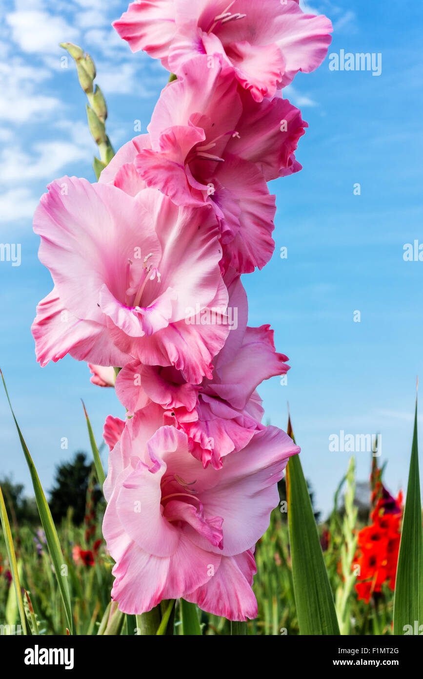Beautiful pink flowering gladiolus in a garden Stock Photo - Alamy