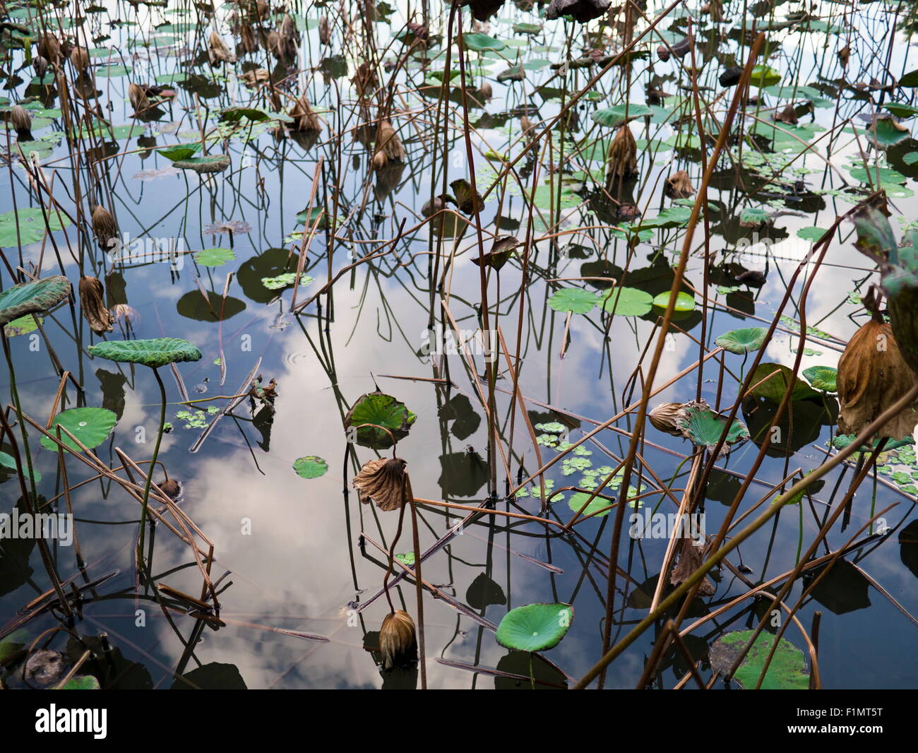 Withered lotus pool hi-res stock photography and images - Alamy