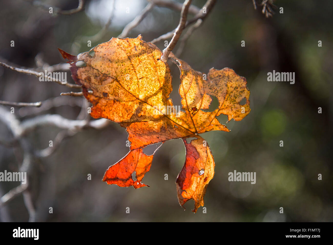 Fall Leaf on a tree branch Stock Photo - Alamy