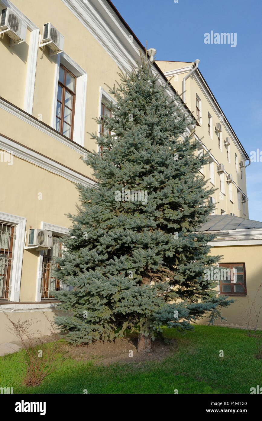 Nordic fir hi-res stock photography and images - Alamy