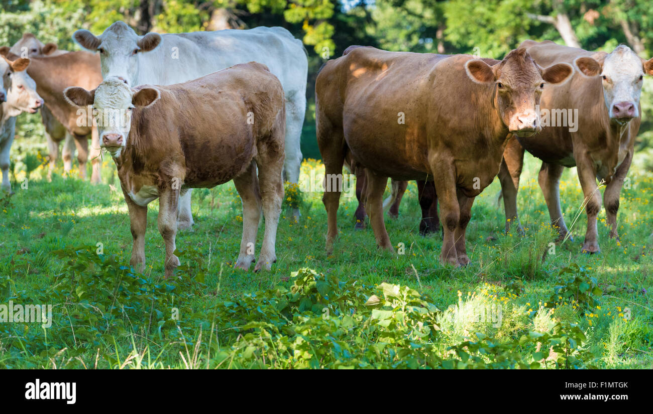 A herd of beef cattle grazing on farm land Stock Photo - Alamy