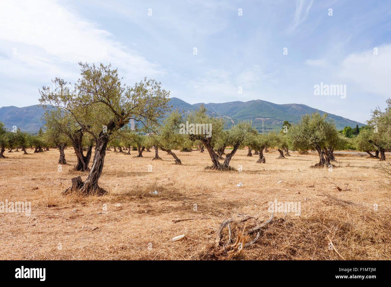 Propagation of olive trees hi-res stock photography and images - Alamy