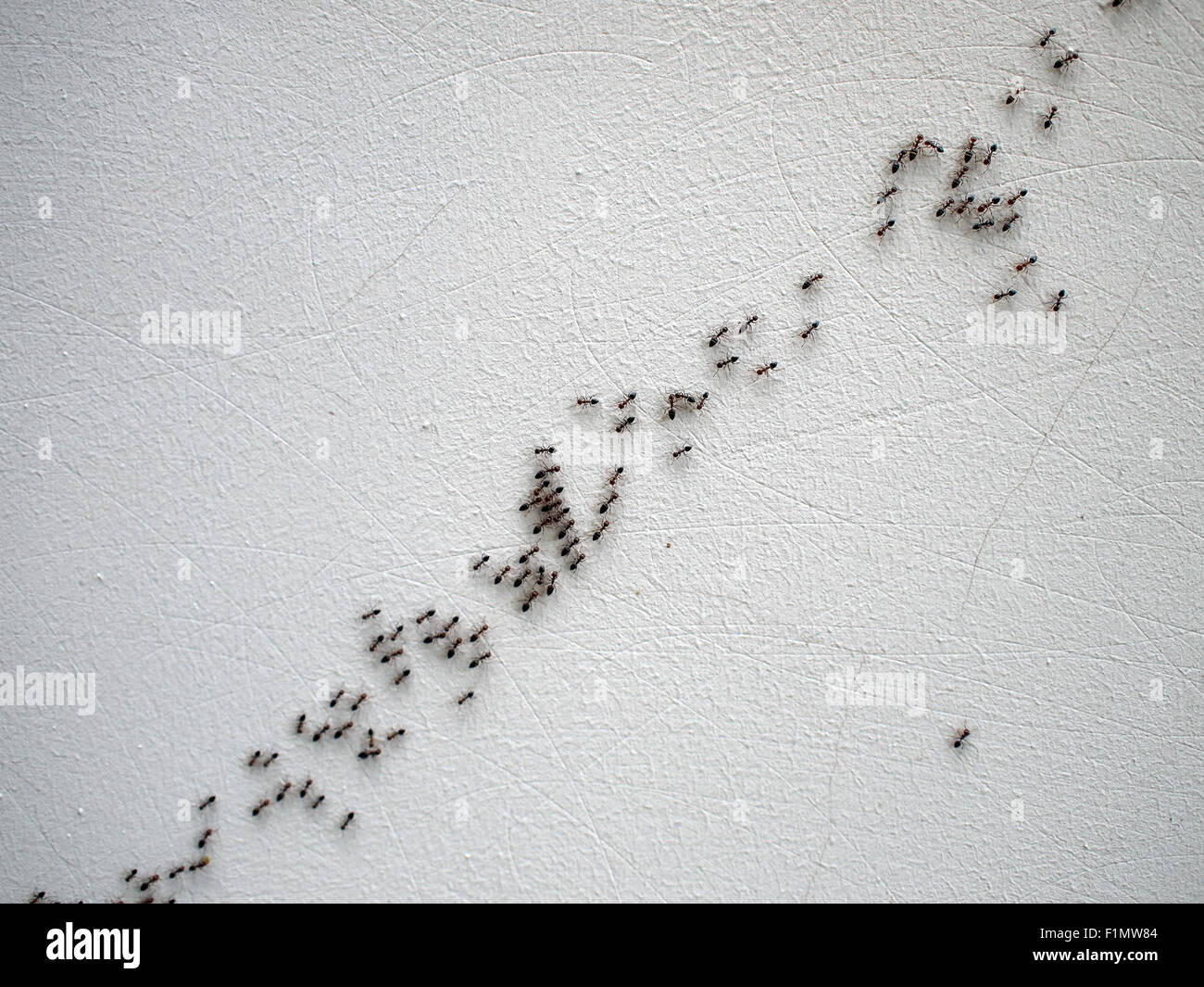 Black ants are following each other in a chain on a white wall on a ...