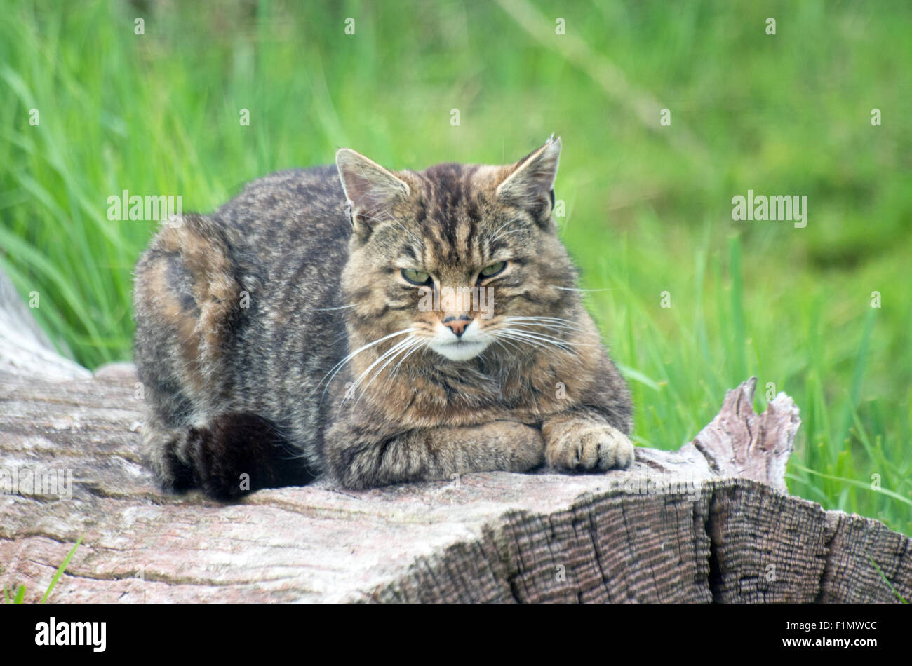 SCOTTISH WILD CAT, Felix Sylvestris, Surrey; England Stock Photo - Alamy
