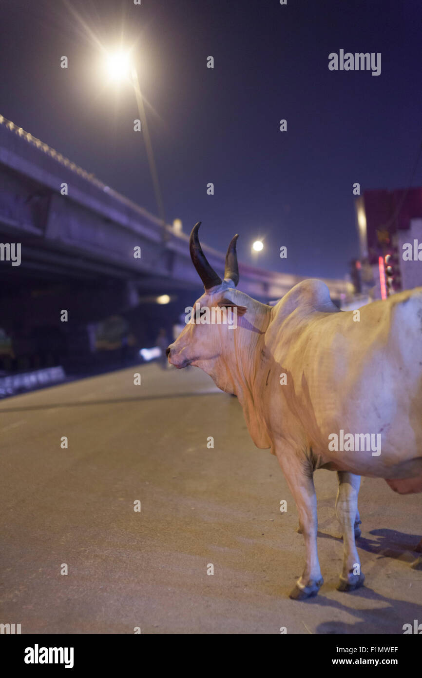cow on the highway in india Stock Photo - Alamy