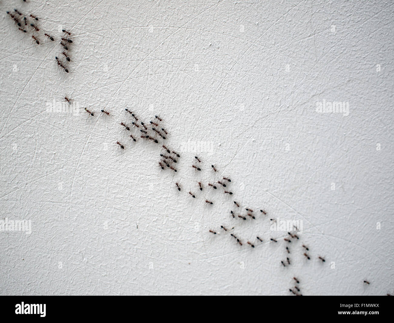 Group of ants following each other in a chain on a white wall on a ...