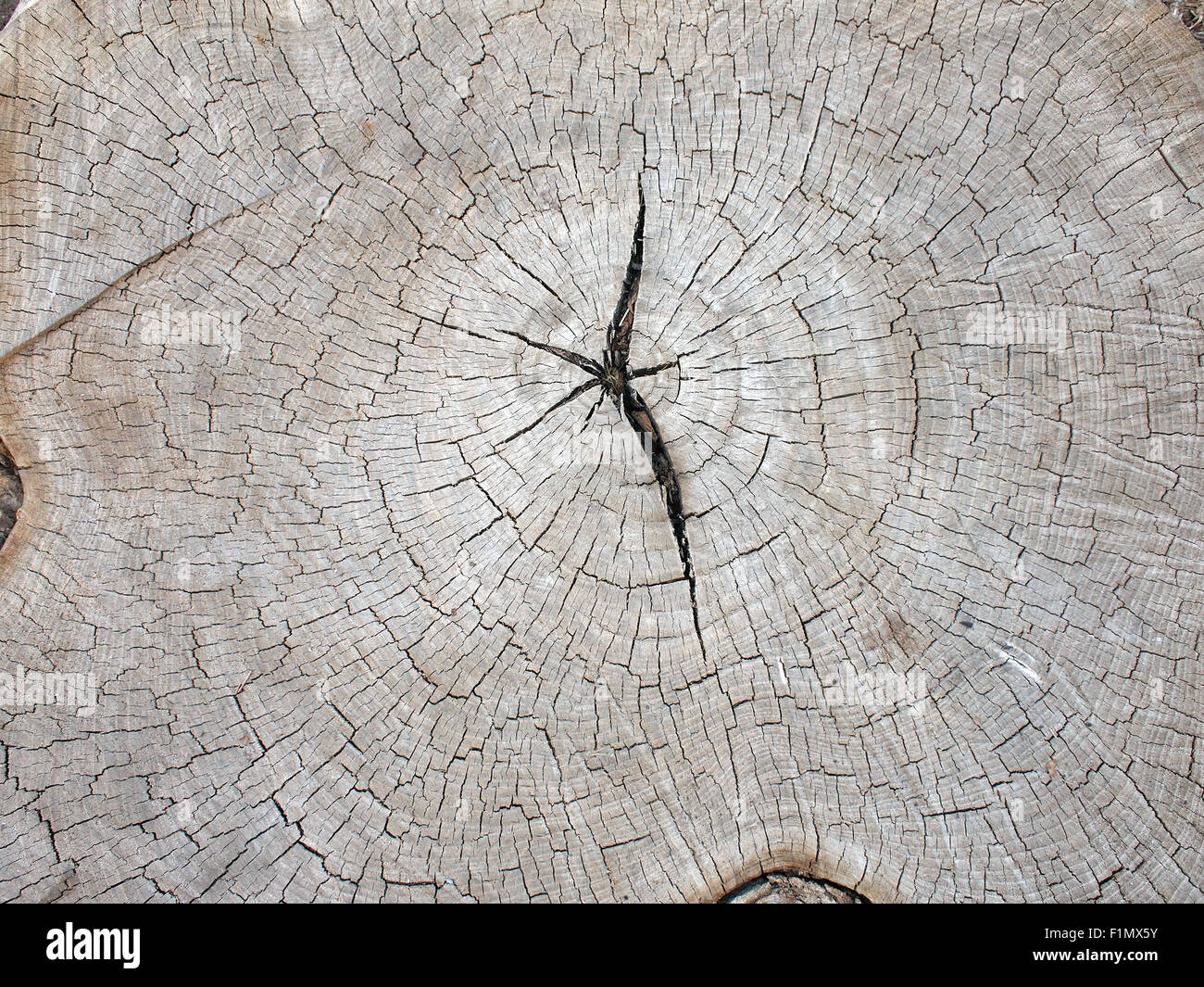 Top view on old grey texture of a tree trunk with radial cracks. Can be ...